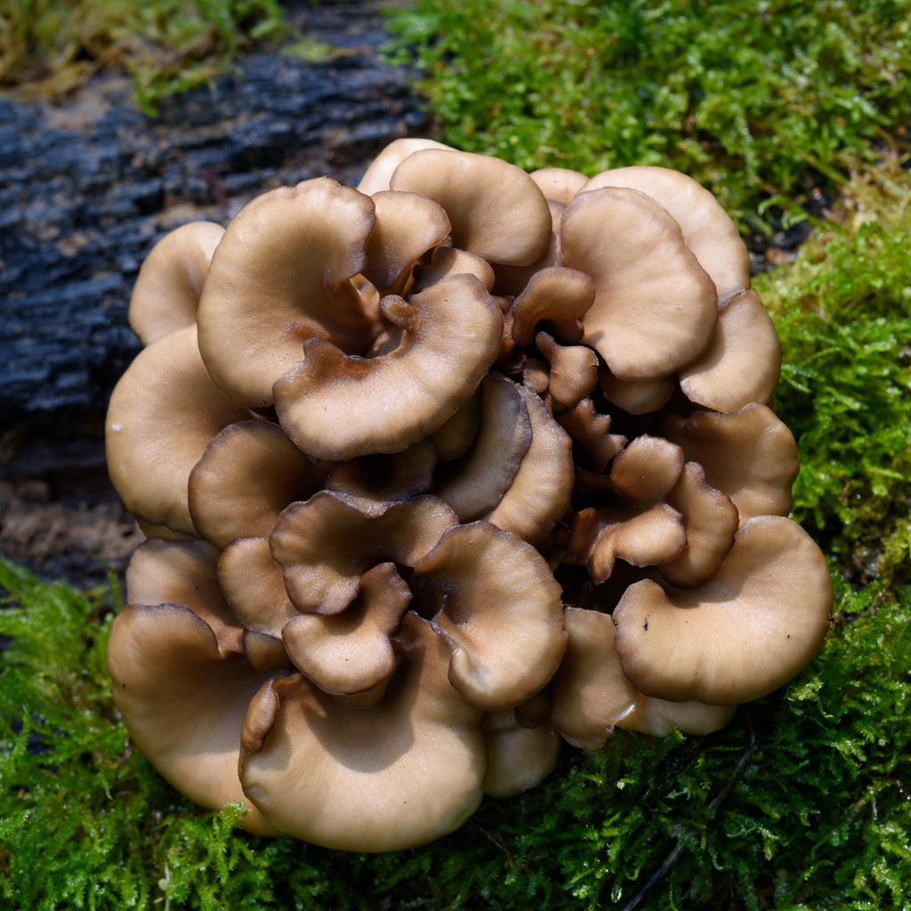 Maitake monograph | Lucidum Medicinals
